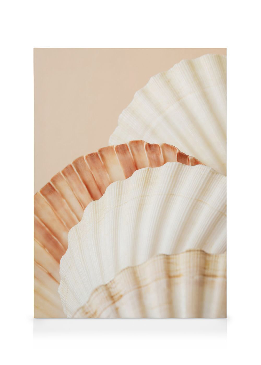 Shell Collection Canvas – Schelpen op Canvas | Desenio.nl