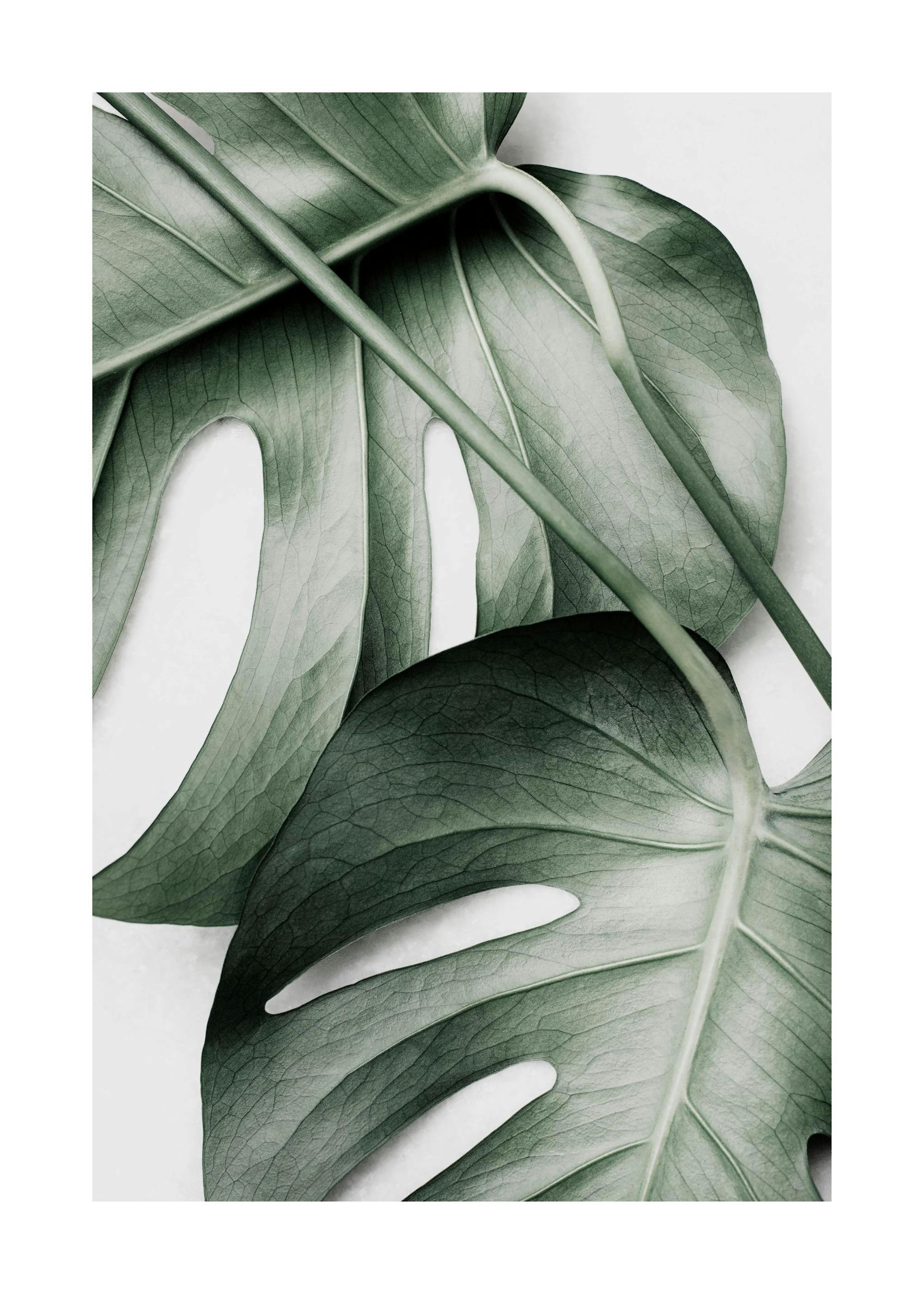 Affiche Pressed Leaves – Art botanique vert doux vintage | desenio.fr