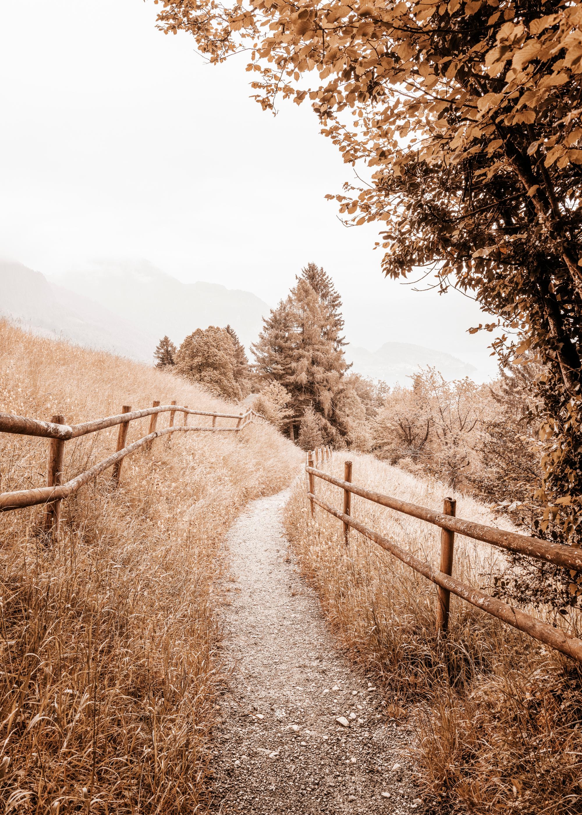 Poster Path to Home – Caminho de Outono Fotográfico