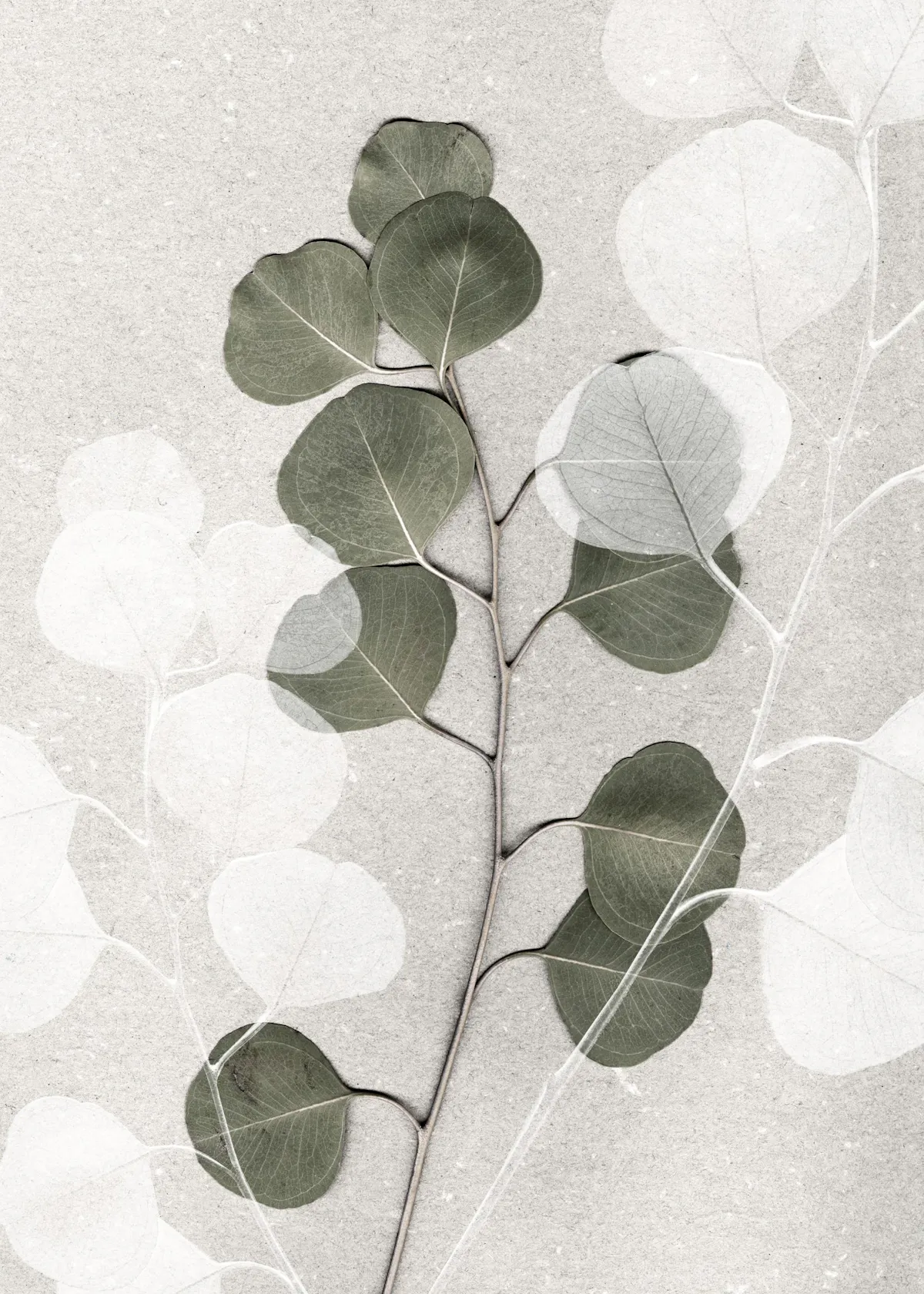 Eucalyptus Art No2 Poster – Botanical Wall Art | Desenio UK