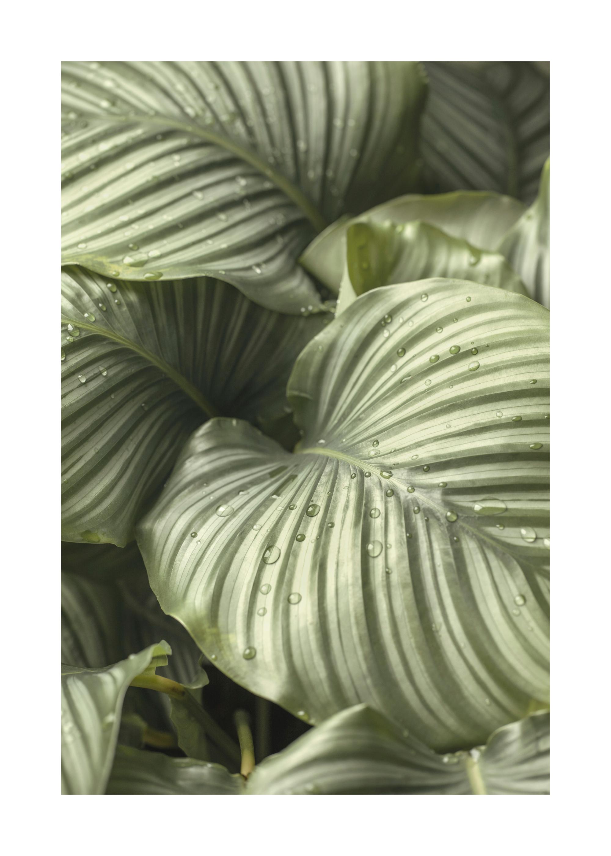 Calathea Leaves Print – Botanical Wall Art | Desenio UK