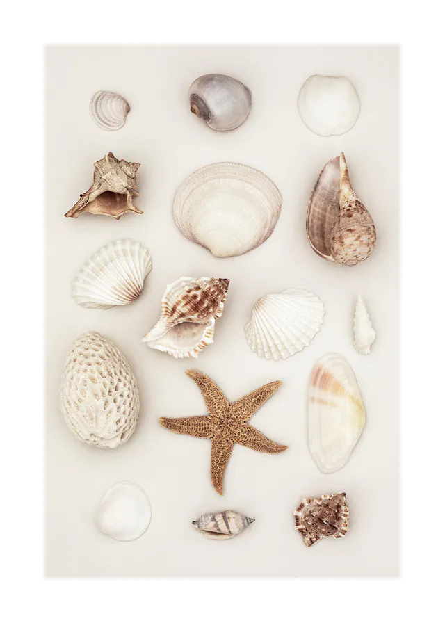 Soft Shells Juliste