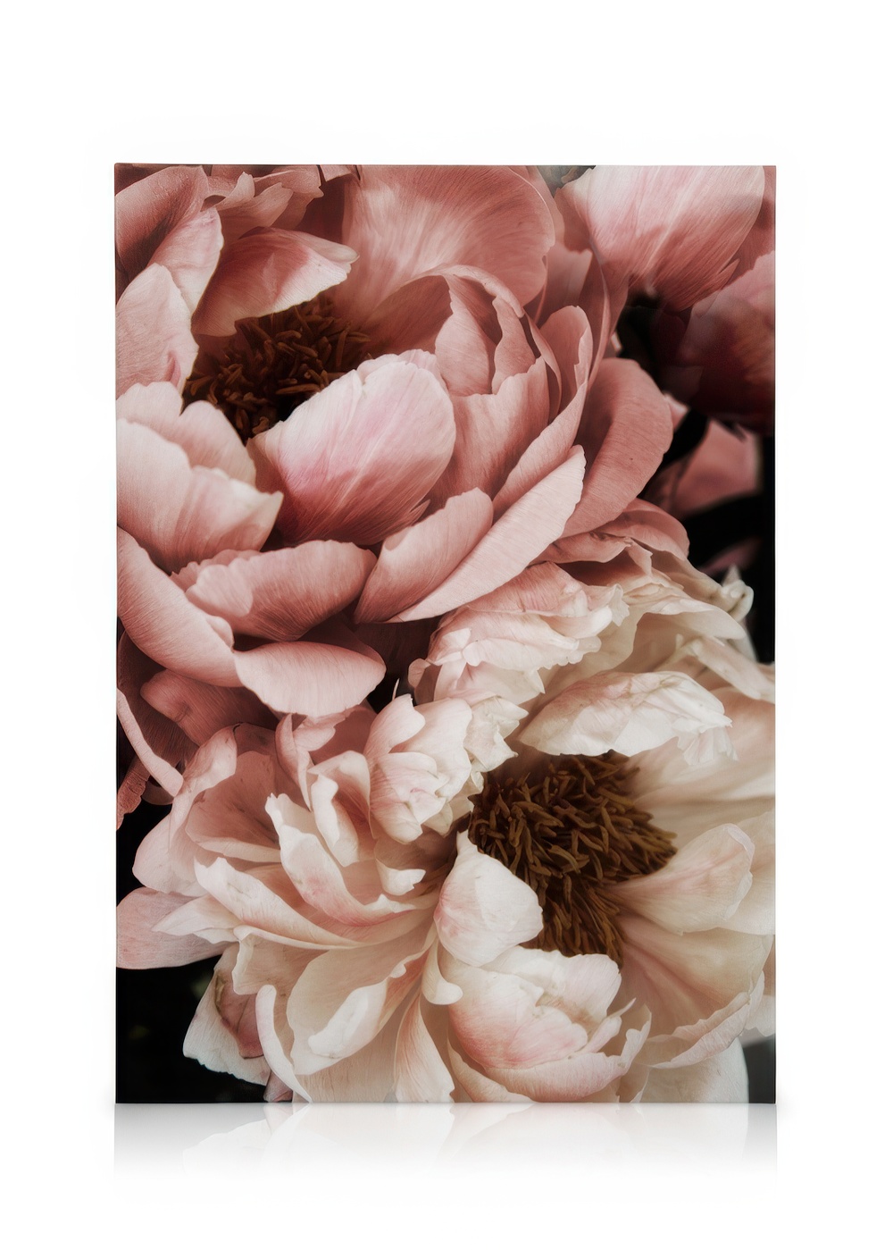 Coral Sunset Peony Canvas - Pink peonies - desenio.com.au