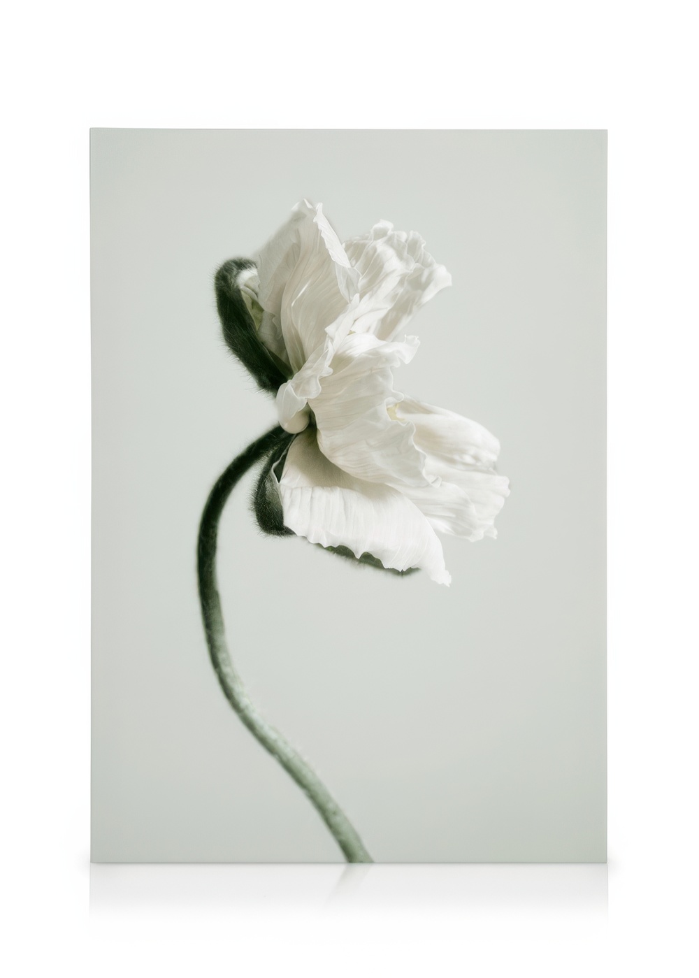 White Poppy Flower Canvas Print – Botanical Wall Art | Desenio