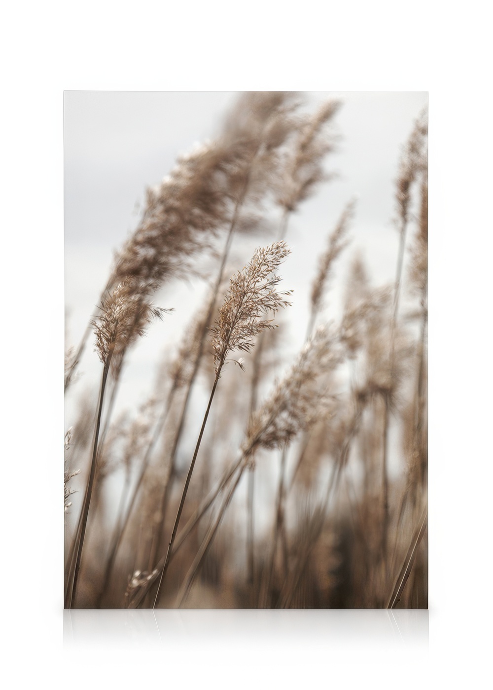 Swaying Reeds No1 Canvas Print – Nature Wall Art | Desenio UK