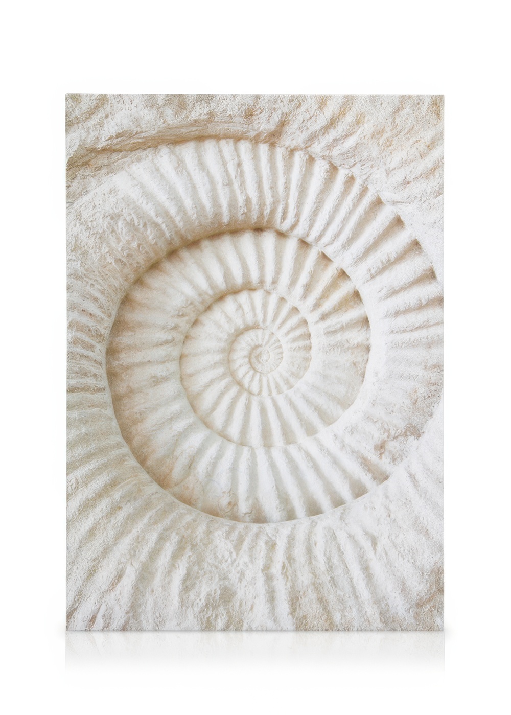 Ammonite Fossil Canvas - Natural Texture Art | Desenio EU