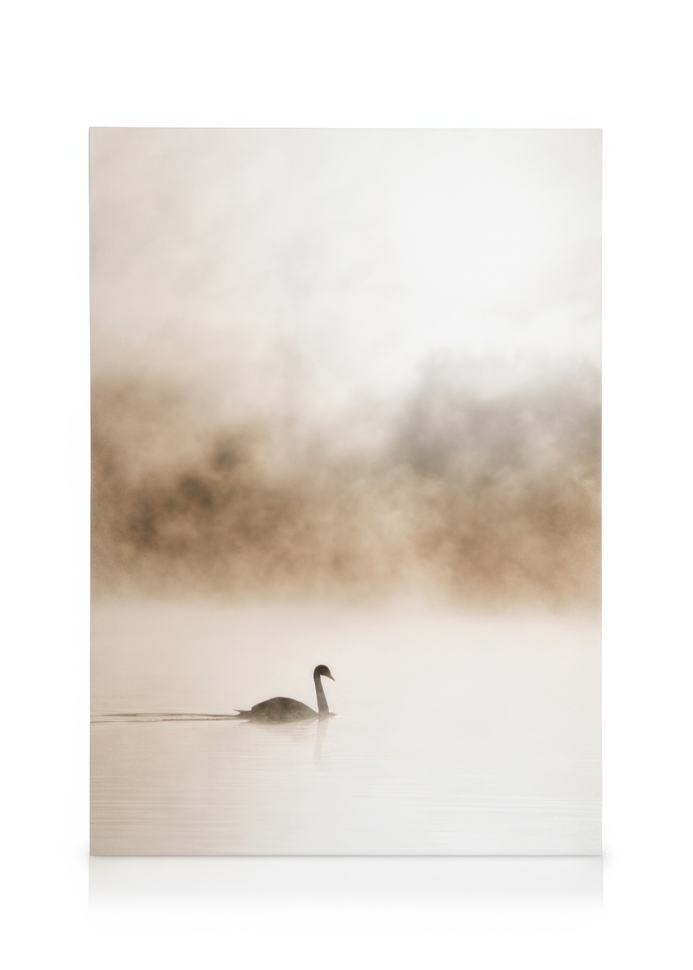 Gliding Swan – Toile cygne dans le brouillard | desenio.fr