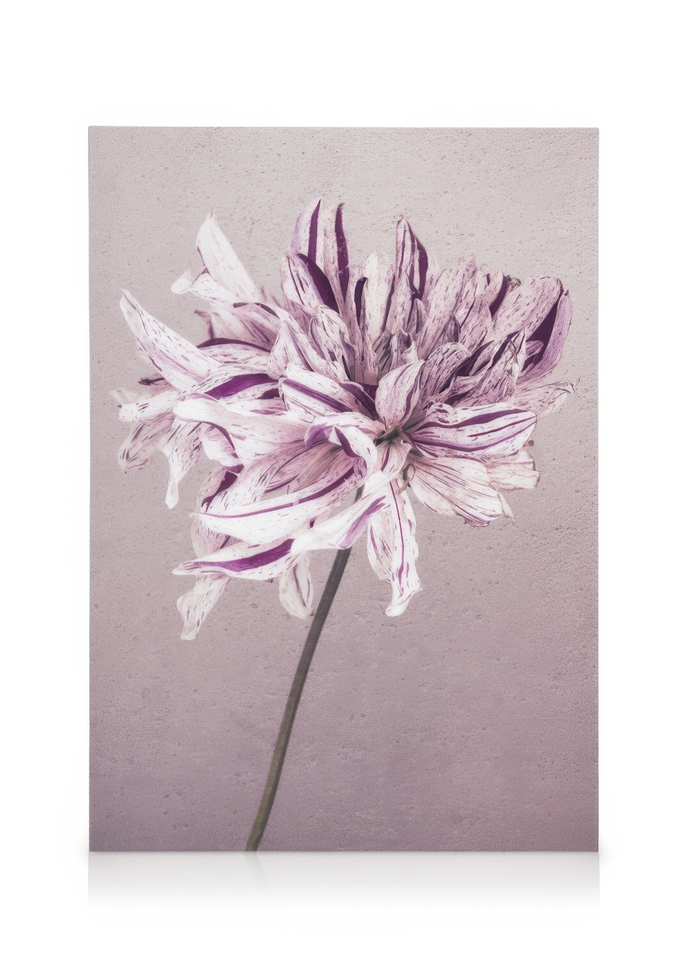 Purple Dahlia No1 canvas - Bloemenkunst op doek | Desenio