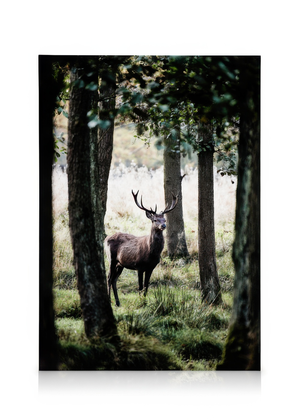 Canvas Hert in Bos – Natuur Wanddecoratie | Desenio.nl