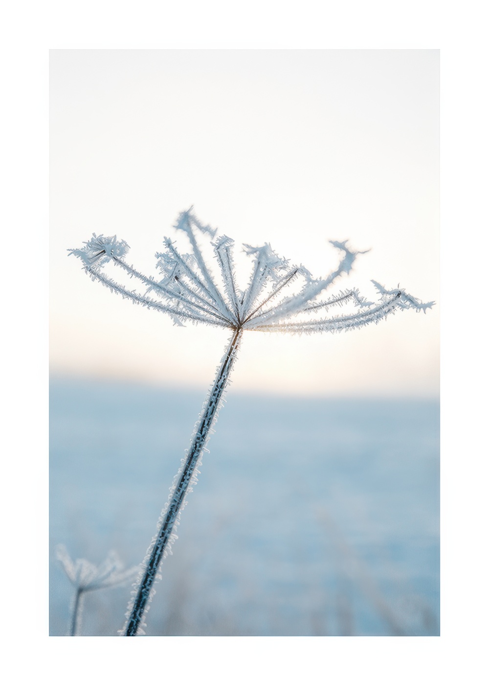 Frosty Flower Poster – Vinterblomma | Desenio