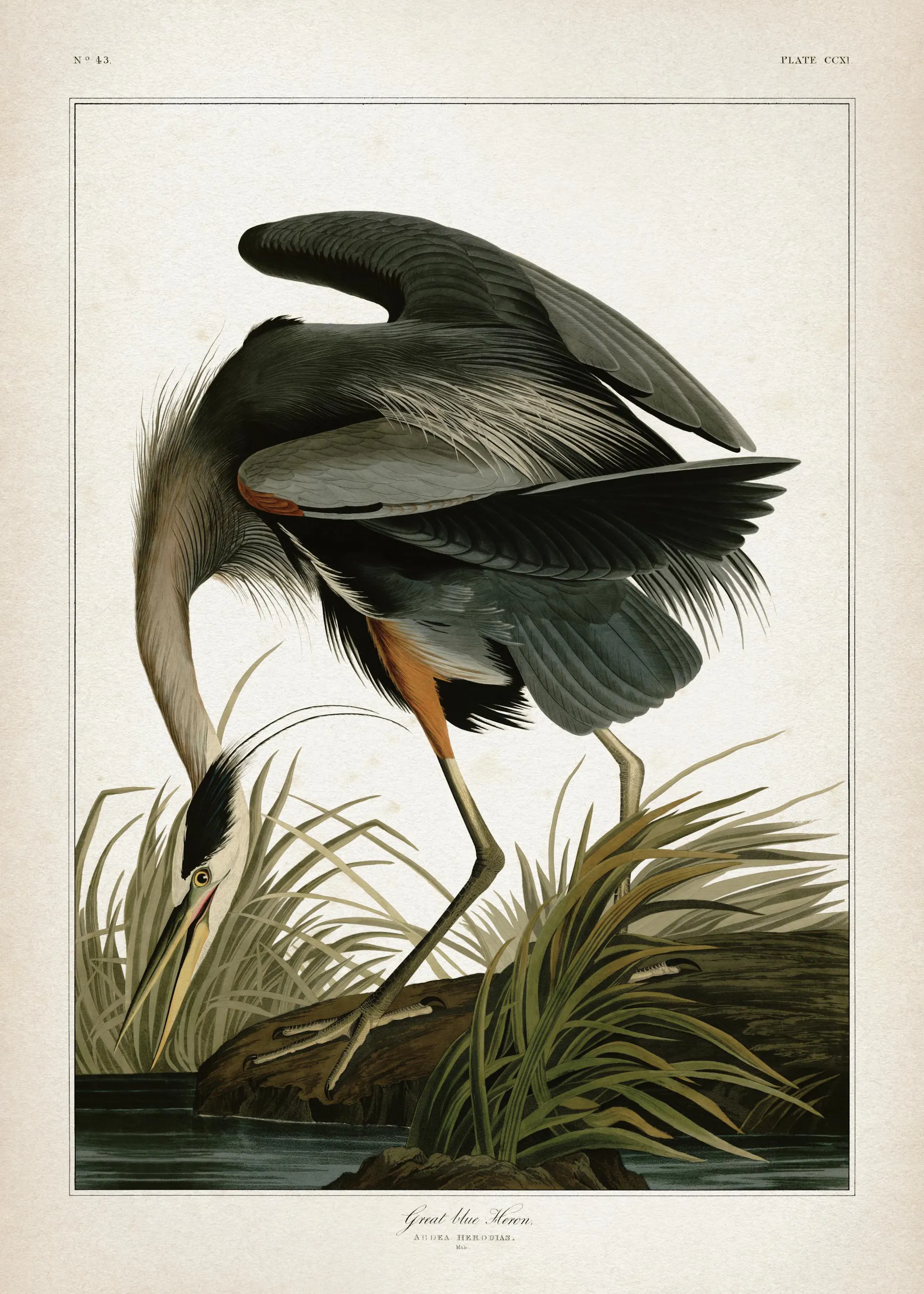 Whooping Crane Print – Bird Illustration Poster | Desenio