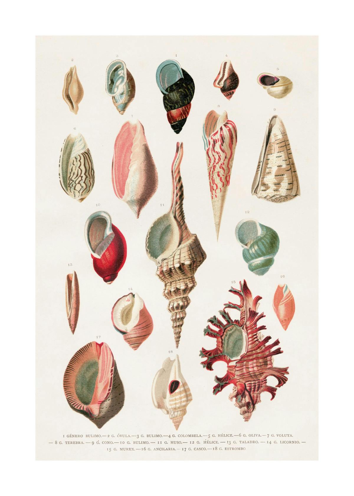 Vintage Shells Print – Ocean-Inspired Poster | Desenio
