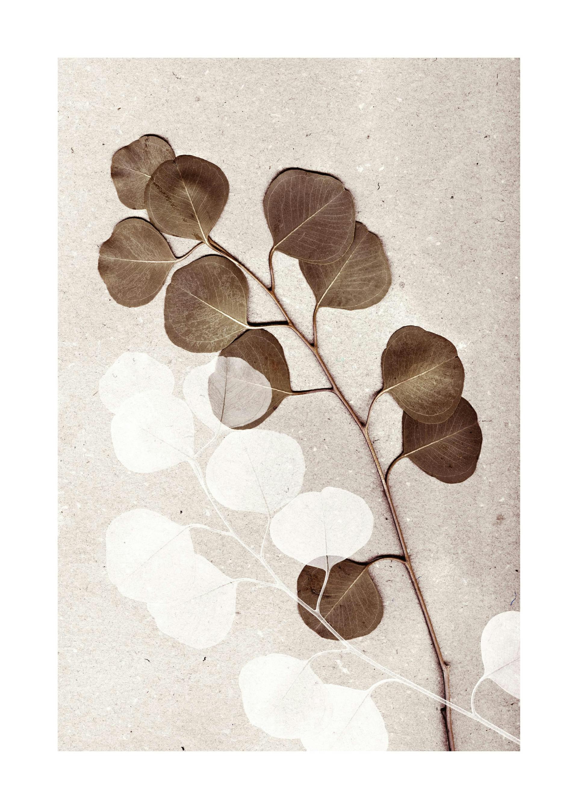 Adele Naidoo Poster – Anthuriums i blom | Desenio.se