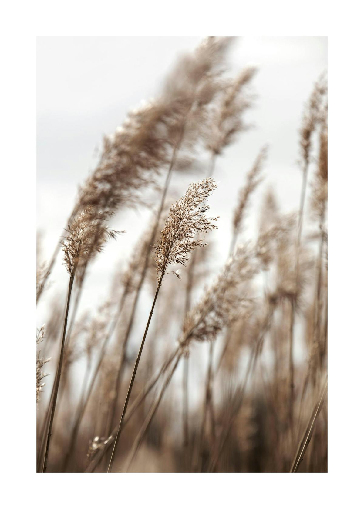 Frosty Reeds Poster – Naturposter med frosttäckt vass | desenio.se