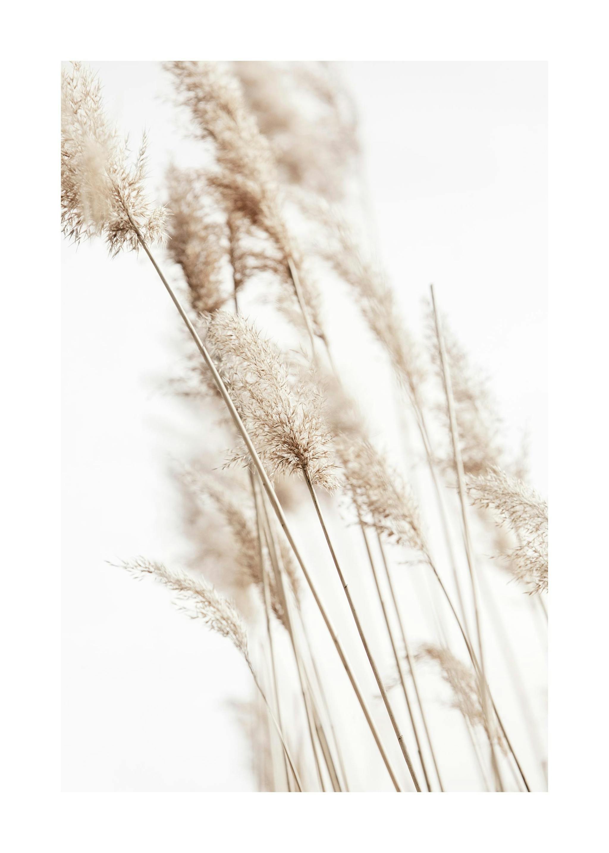 Reeds by the Sea Plakat – Fotokunst med naturmotiv | Desenio
