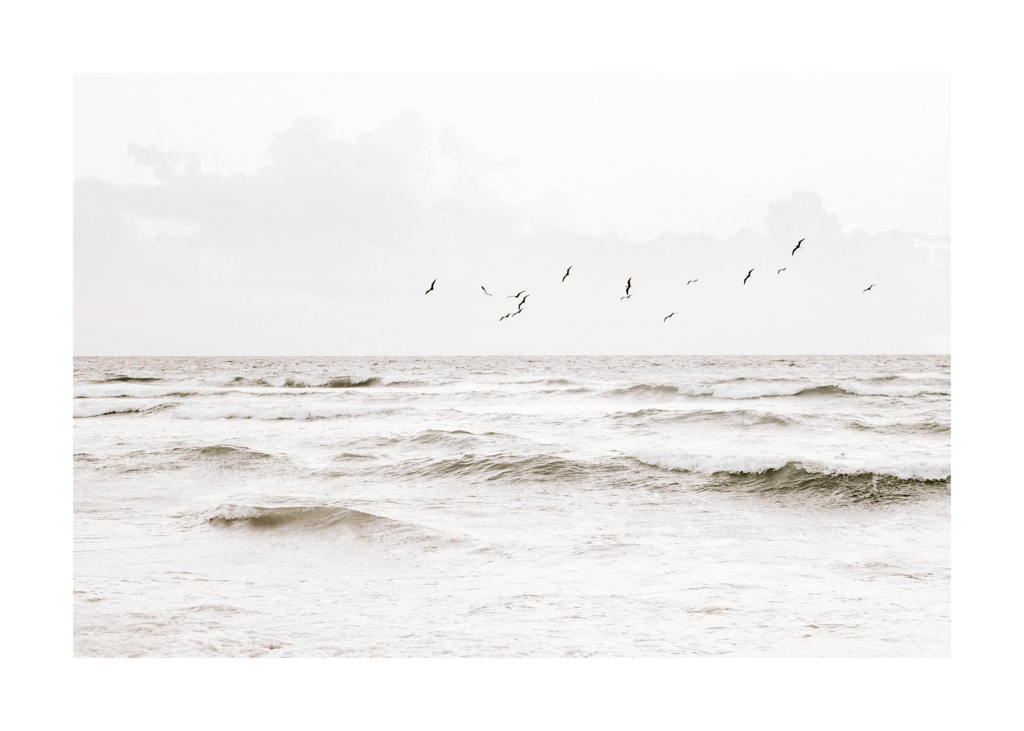 Flock of Seabirds Poster - Fotografía Marítima | Desenio US