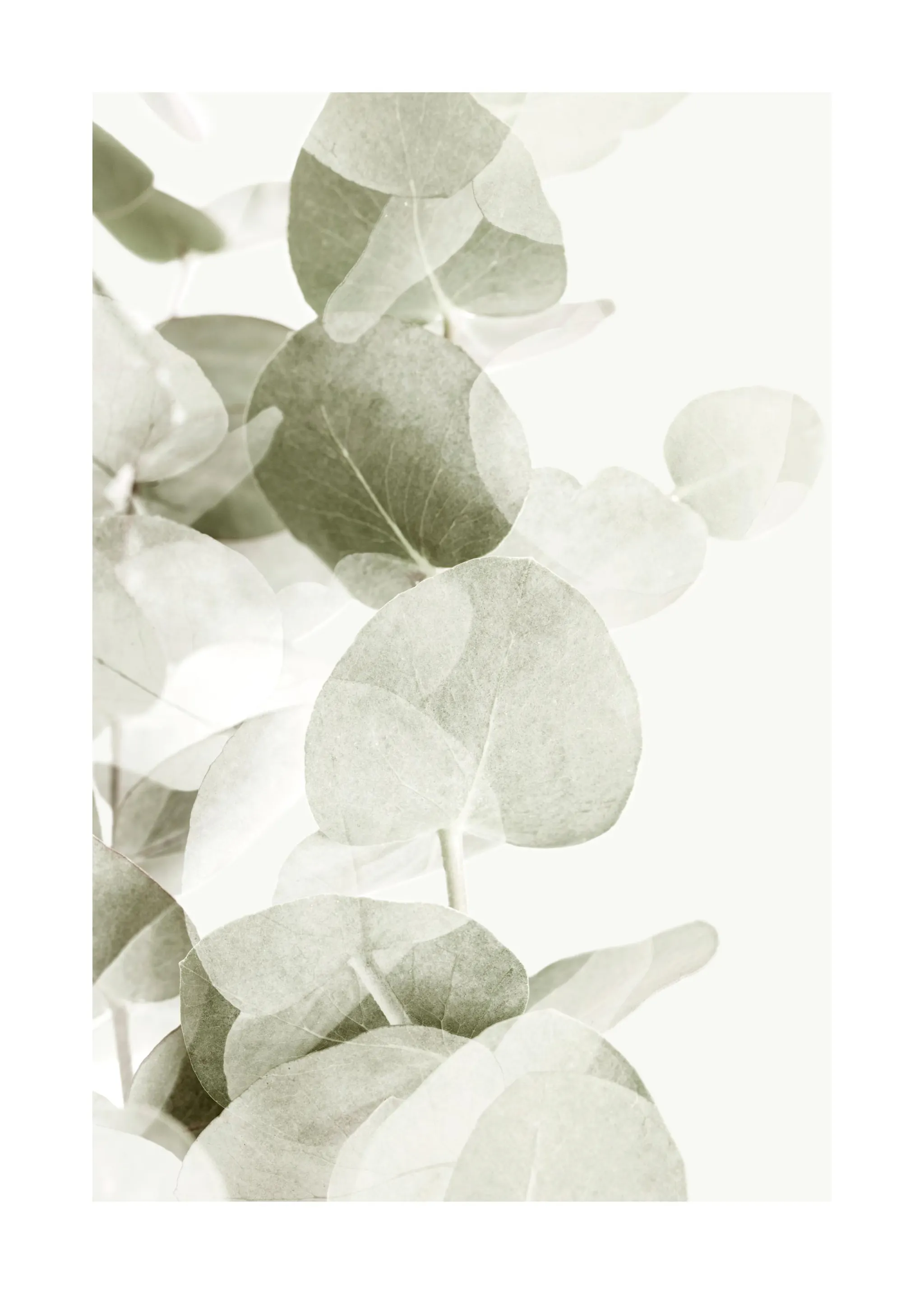 Eucalyptus Shades No1 Poster - Gröna eukalyptusblad - desenio.se
