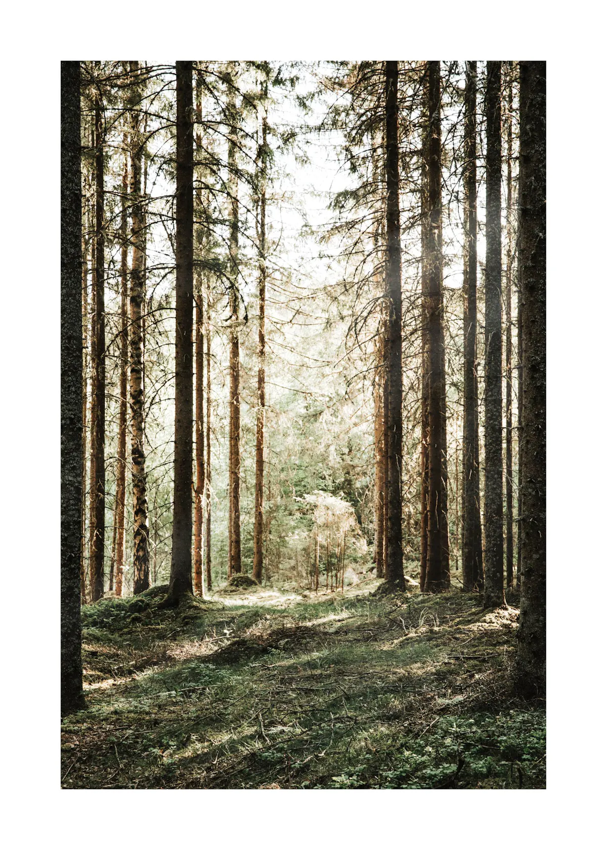 Deep Green Forest Poster - Skog i grönt - desenio.se
