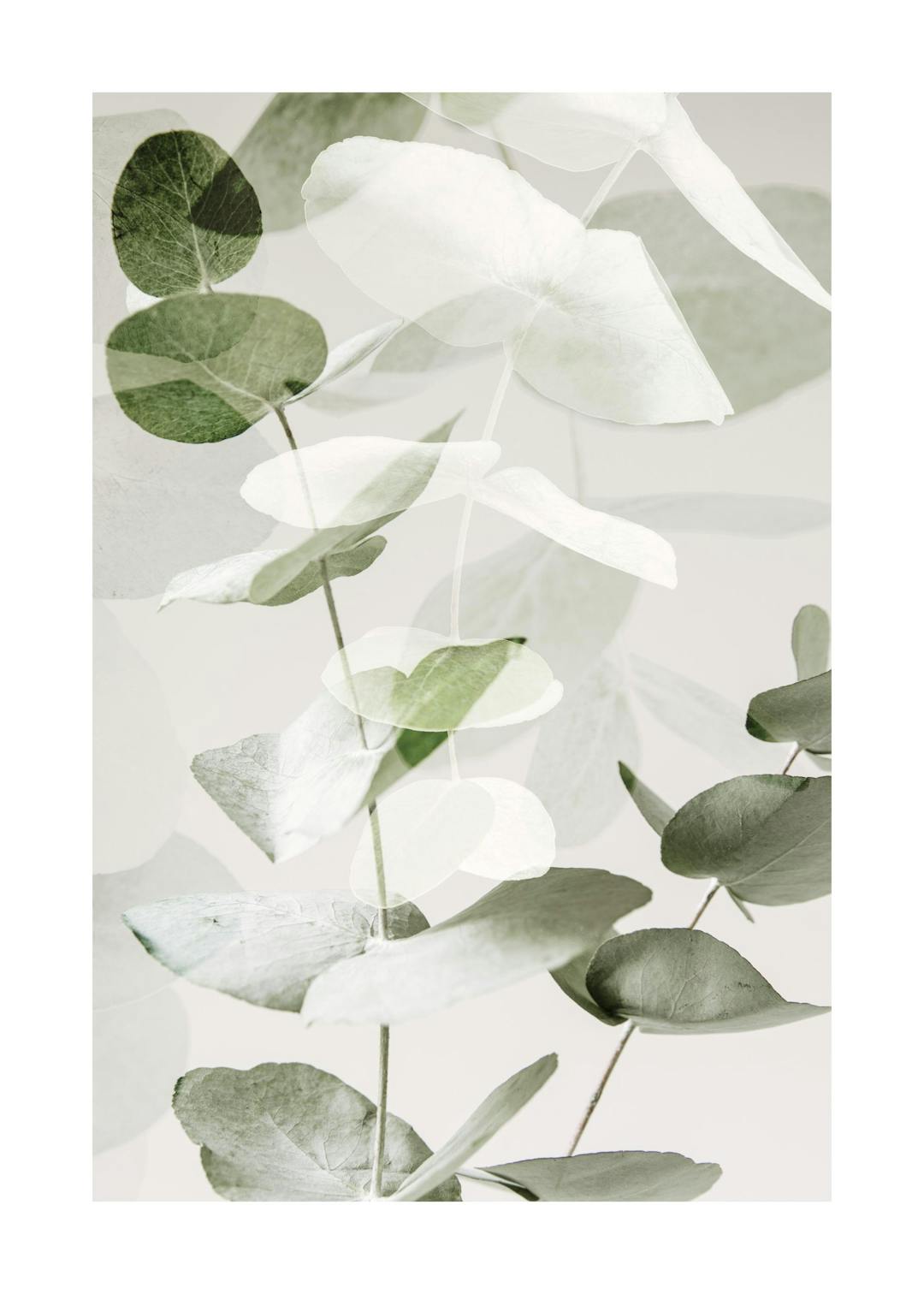 Eucalyptus Shades No1 Affiche - Art Botanique | Desenio CA