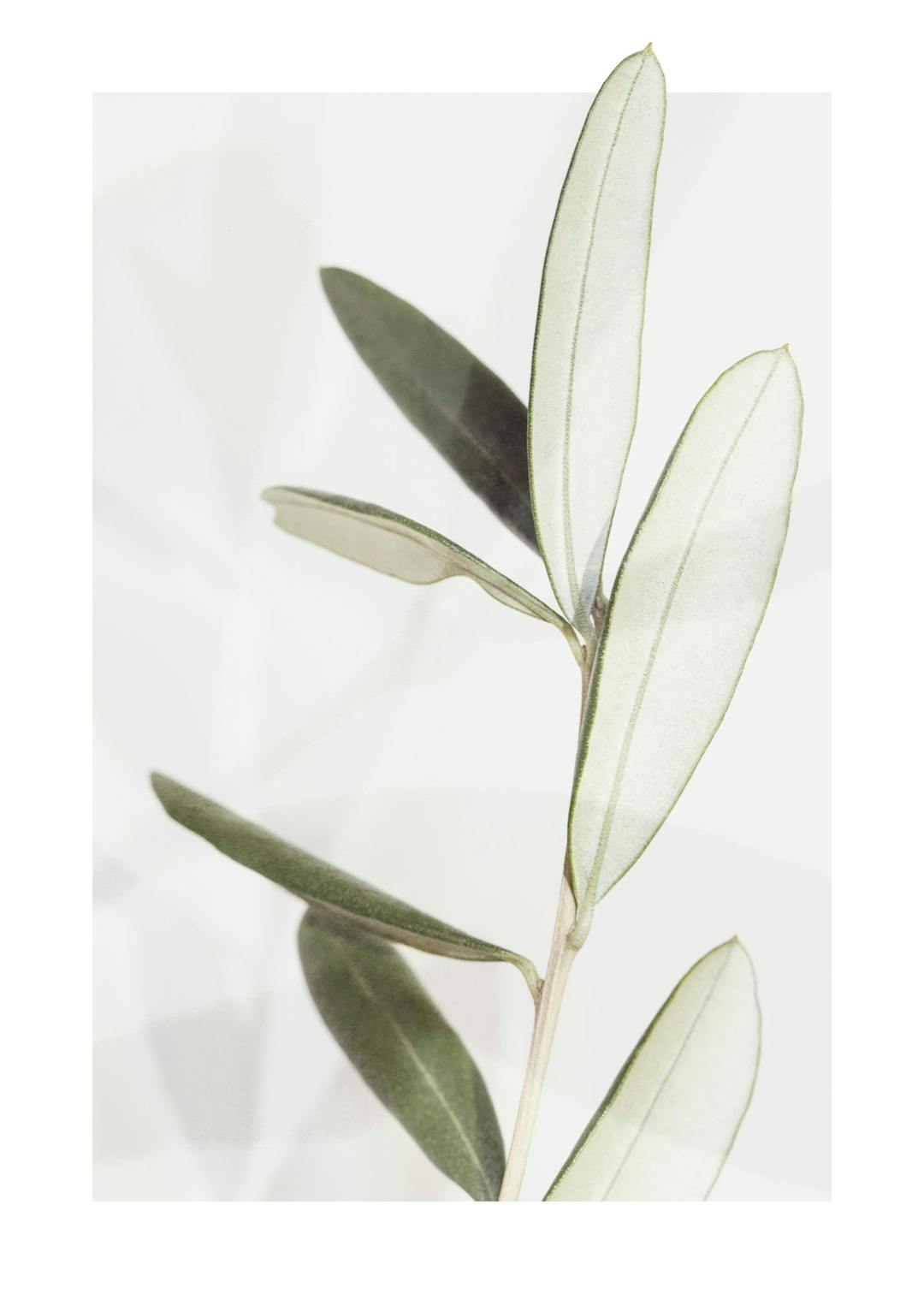 Branch of an Olive Poster – Botanical Wall Art | Desenio