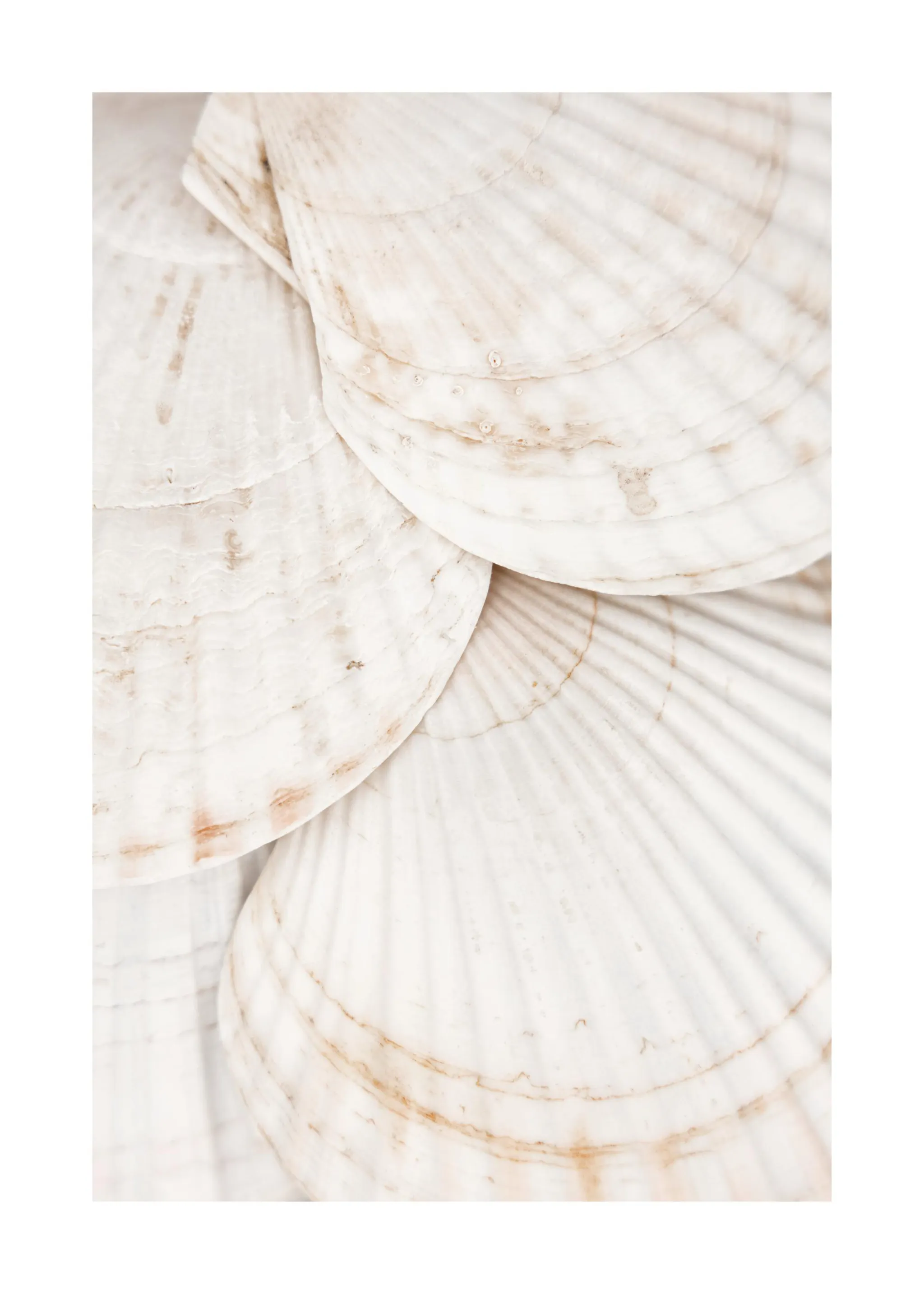 Shell on Beach Print - Coastal Nature Poster | Desenio CA