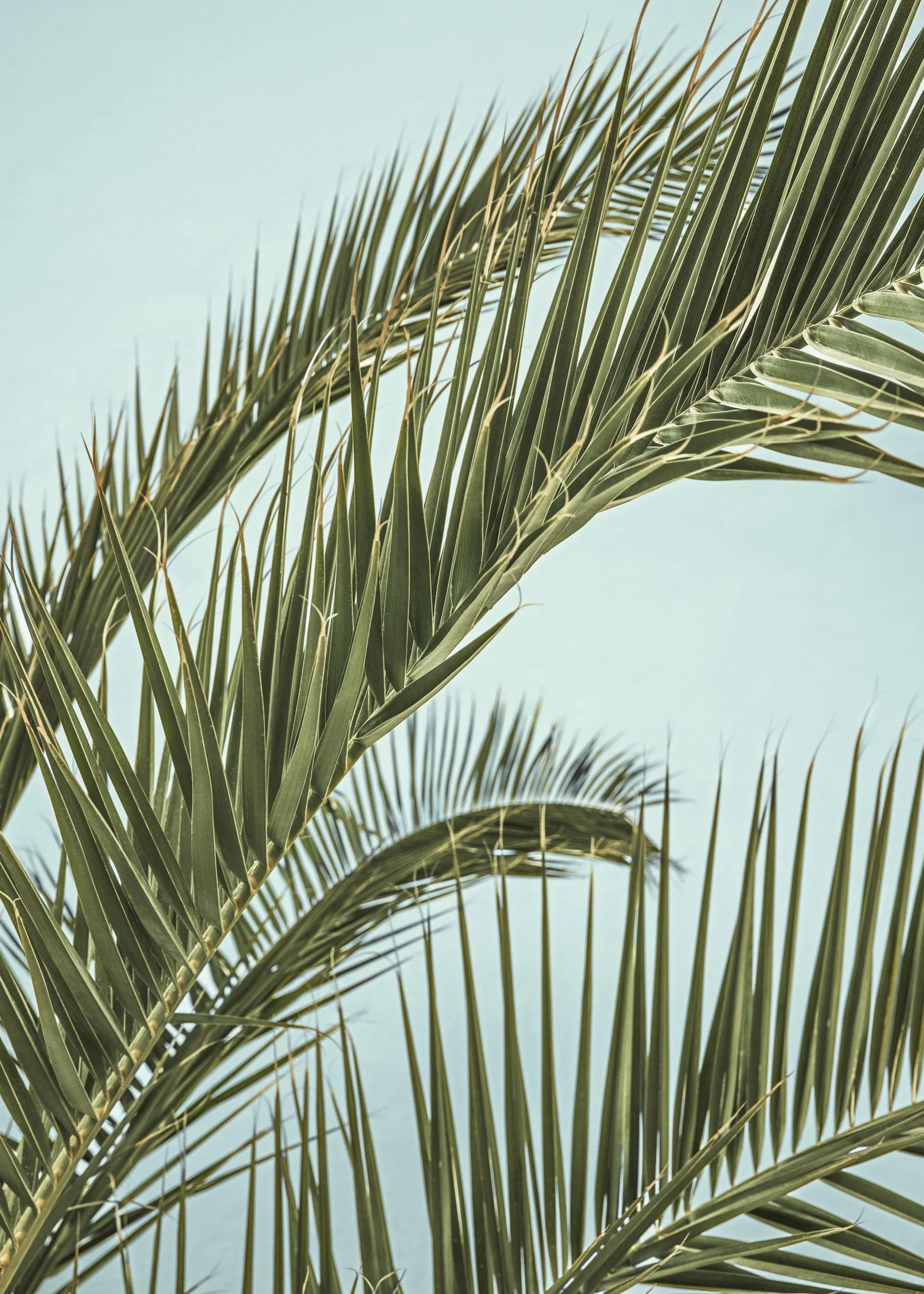 Affiche Funky Palm Tree – Art mural abstrait pastel | desenio.fr