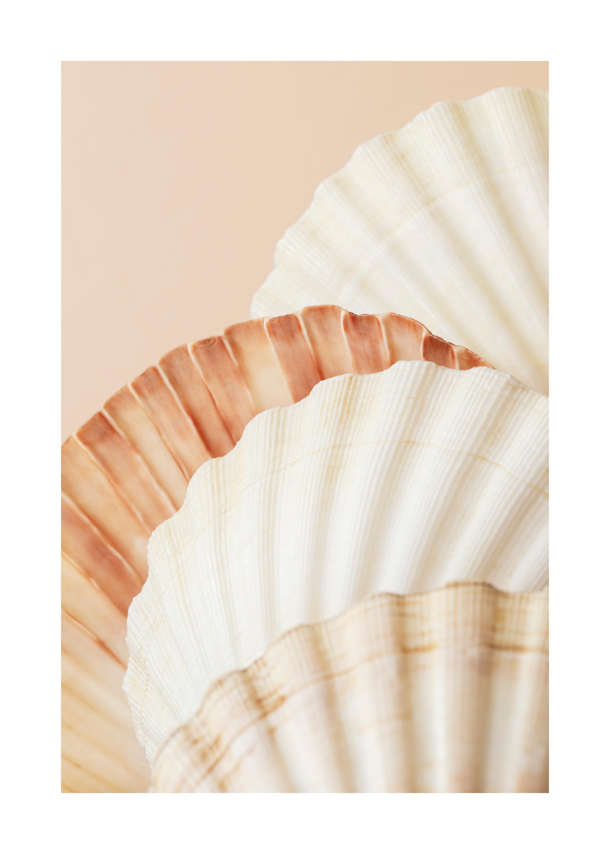 Shell Collection Print – Coastal Seashell Poster | Desenio