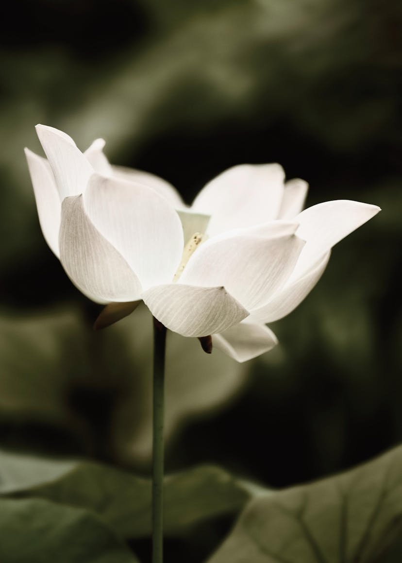 Studio Soluna | Affiches de nature | Desenio