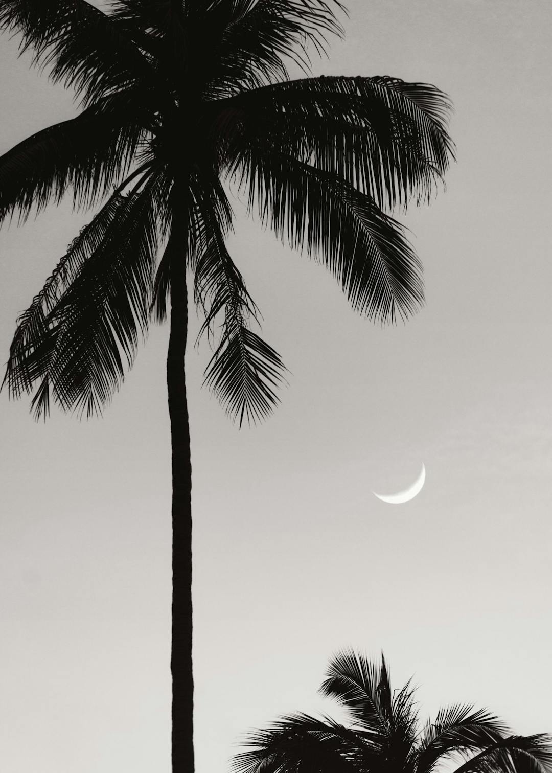 Studio Soluna | Affiches de nature | Desenio