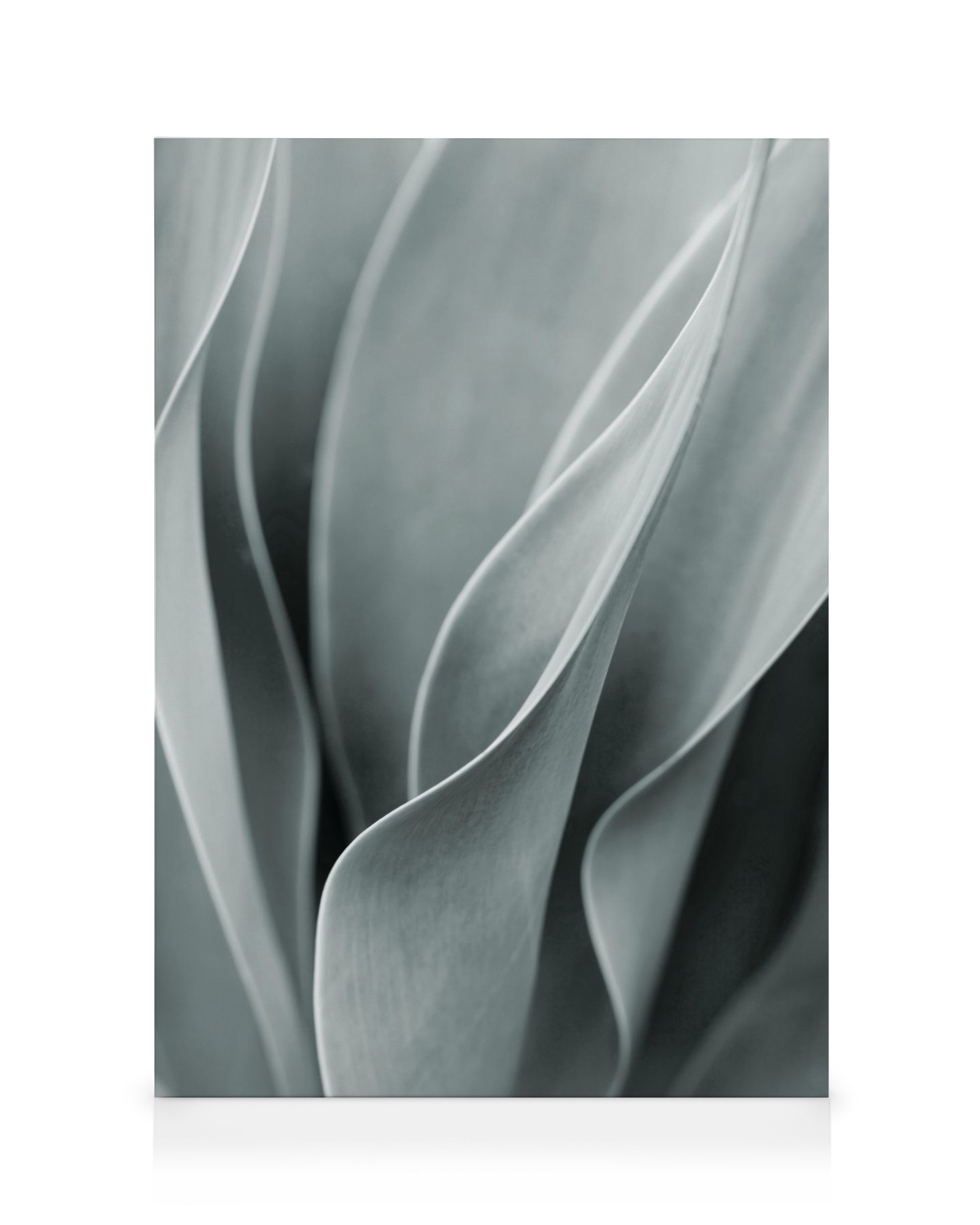 Agave Leaves No3 Lienzo – Arte botánico en gris | Desenio