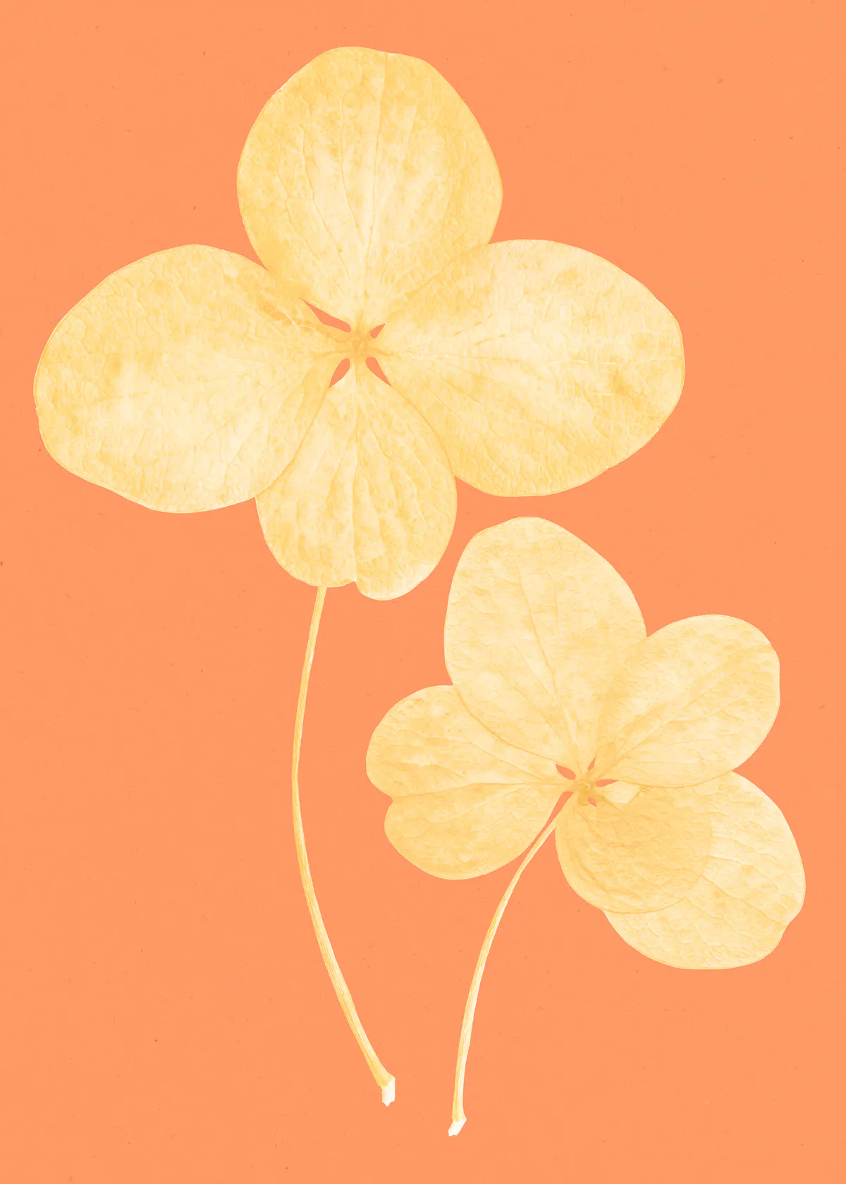 Bold Clover Poster