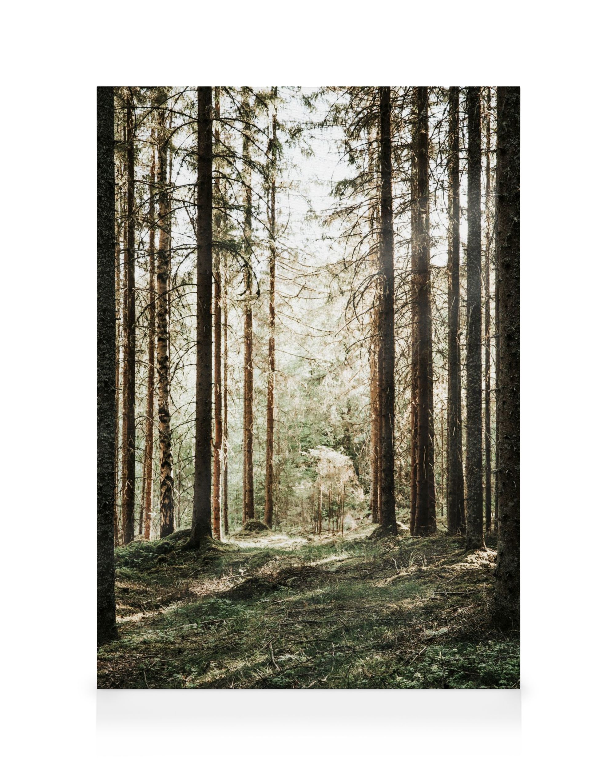 Forest Grove Tela Decorativa – Arte de Floresta e Natureza | Desenio.pt