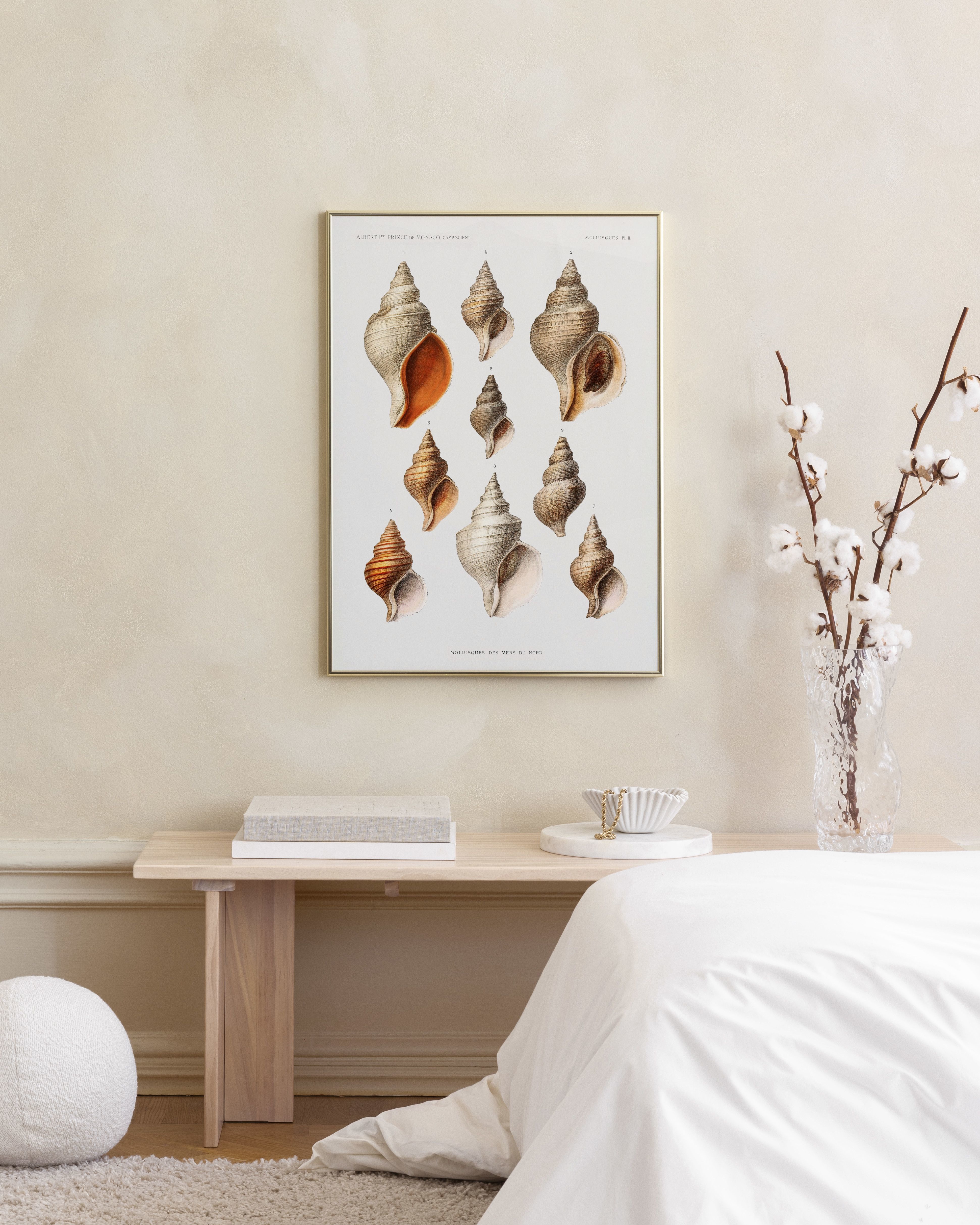 Vintage Seashells Poster